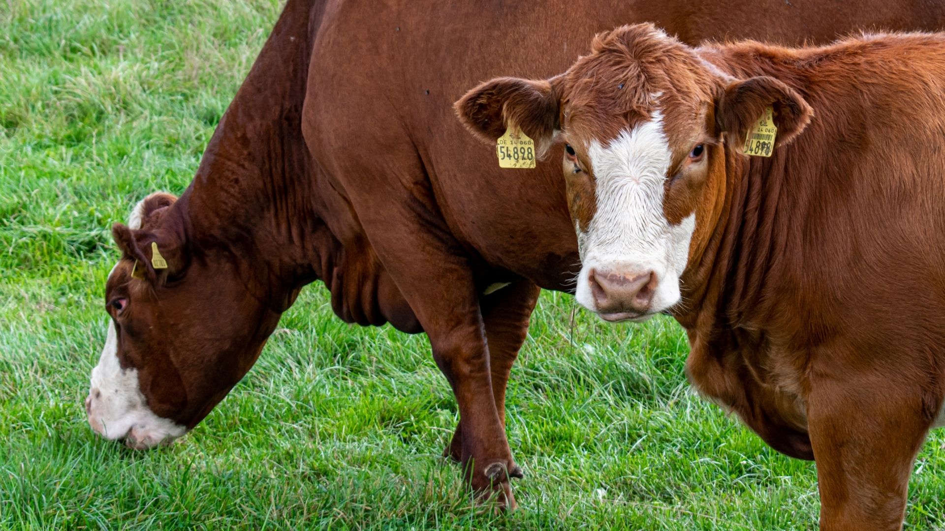 First measurements of methane emitted by grazing cattle of the ...